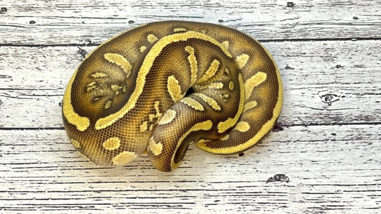 Stranger Fire Orange Dream (Enchi) 50%Het Clown 50%Het Monsoon Ball ...
