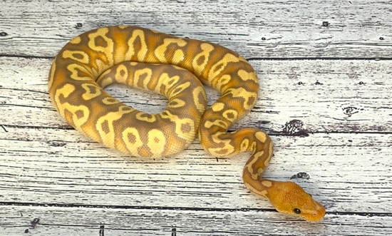 Super Redstripe Banana Cypress Clown Ball Python by Idealpythons