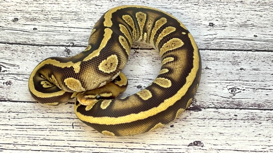 Stranger Fire 50%Het Clown 50%Het Monsoon Ball Python by Idealpythons
