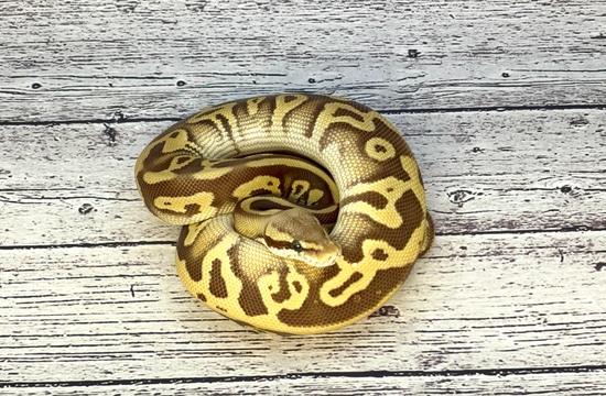 Mojave Leopard Monarch Pastel Ball Python by Idealpythons