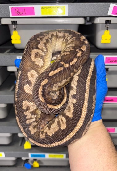 Mahogany Phantom Chocolate Cypress Het Red Axanthic Ball Python by ...