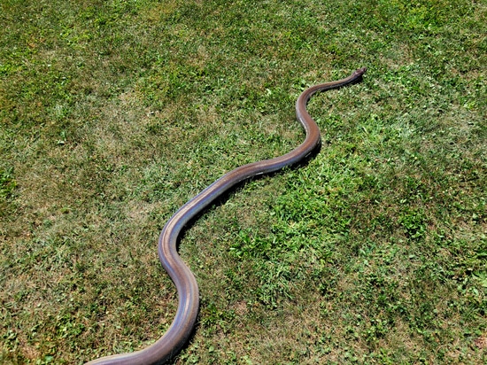 Motley Titanium Reticulated Python by Scalez and Tailz Exotics