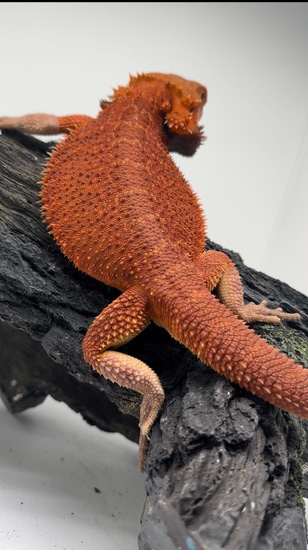 Red Tangerine Translucent Central Bearded Dragon by Inland Empire Dragons