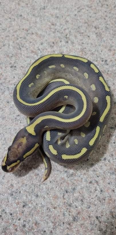 Super Gravel Lesser Ball Python by Zander Zone Reptiles - MorphMarket