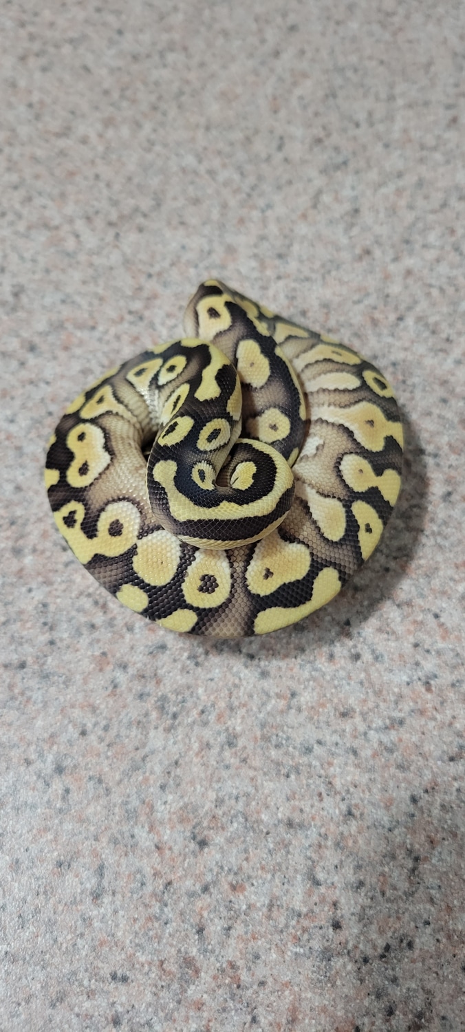 Pastel Lesser Gravel Or Asphalt Ball Python by Zander Zone Reptiles ...
