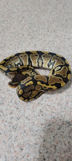Poss Gravel / Asphalt Ball Python by Zander Zone Reptiles