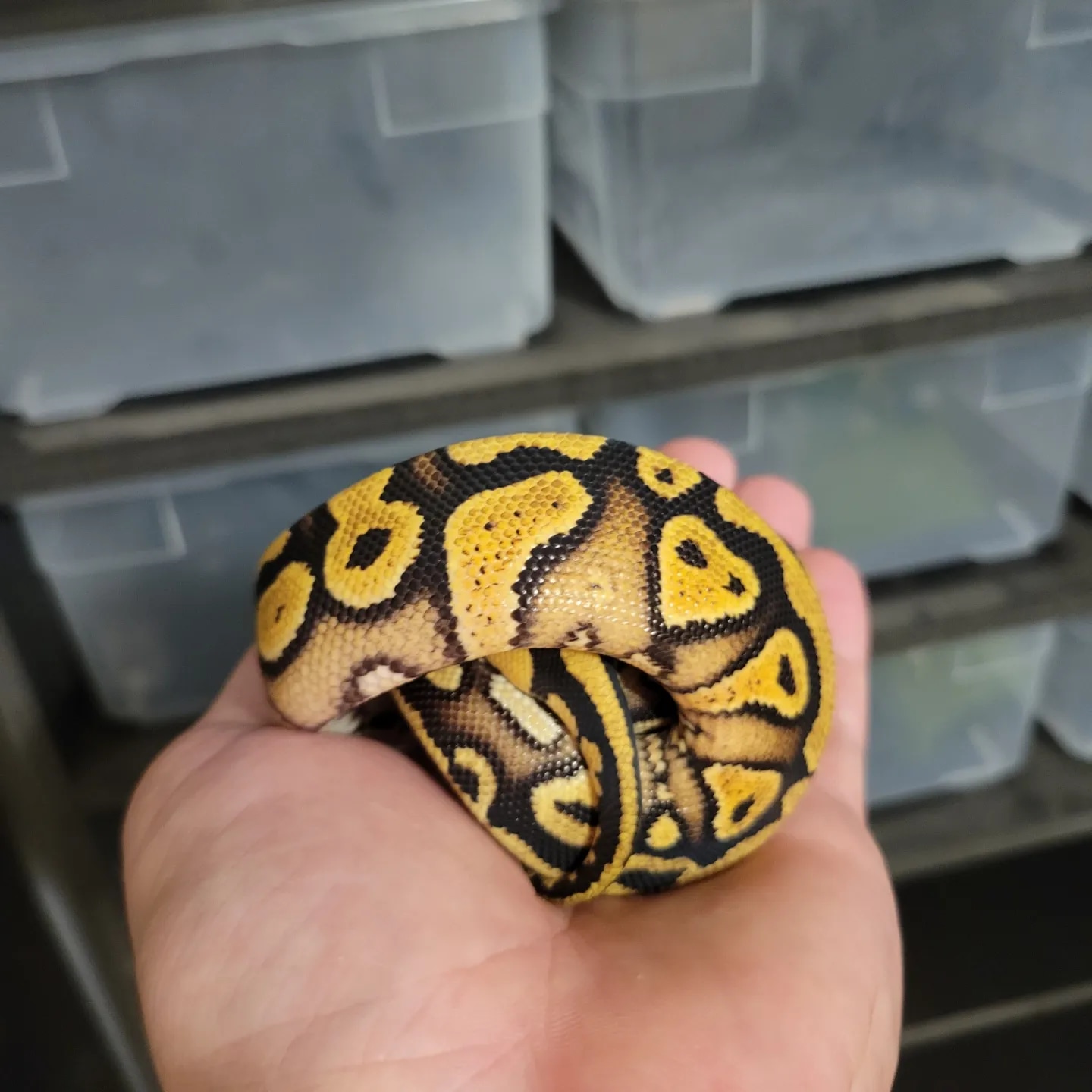 Pastel Yb Ball Python by Zander Zone Reptiles - MorphMarket