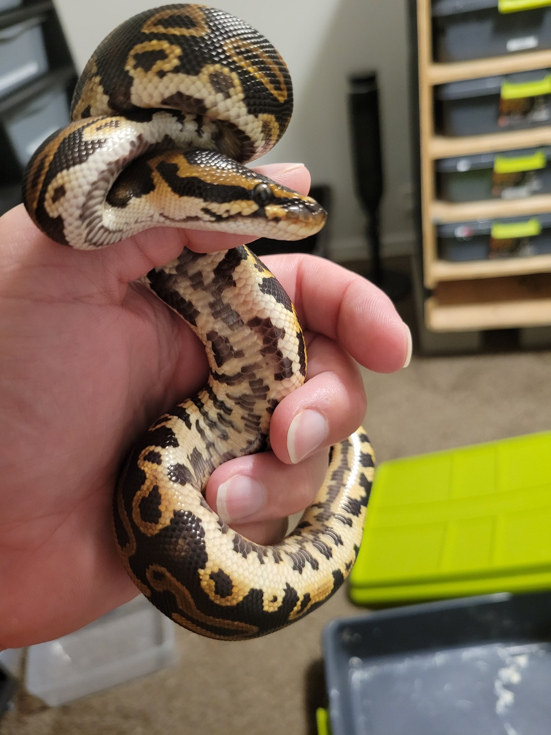 Leopard Yb Ball Python by Zander Zone Reptiles - MorphMarket