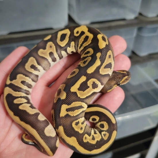 Mojave Leo YB Ball Python by Zander Zone Reptiles