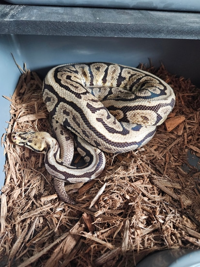 Super Spotnose Ball Python by Zander Zone Reptiles