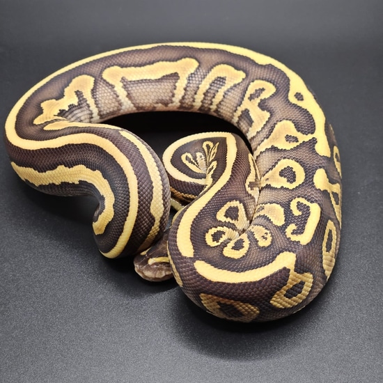 Leopard Mojave Gravel/yb Ball Python by Zander Zone Reptiles