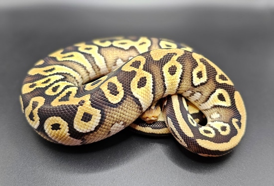 Riptide Project** Pastel Mojave ( Light Phase ) Ball Python by Zander ...