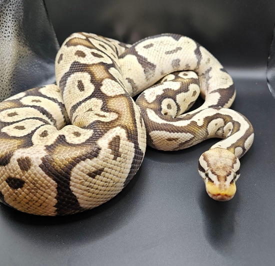 Clown VPI Albino Project *Pair Ball Python by Zander Zone Reptiles