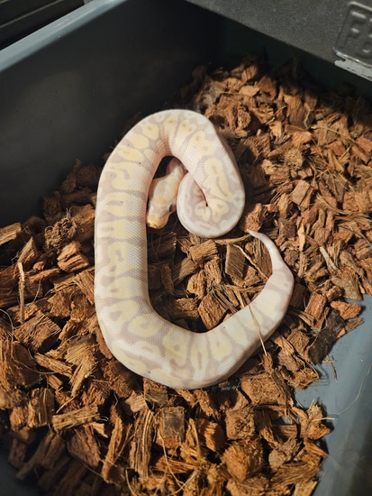-pair- Banana, HGW, Pastel YB/Gravel Ball Python by Zander Zone Reptiles