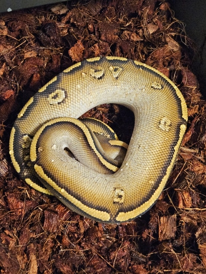 Mojave Paint Ball Python by Zander Zone Reptiles