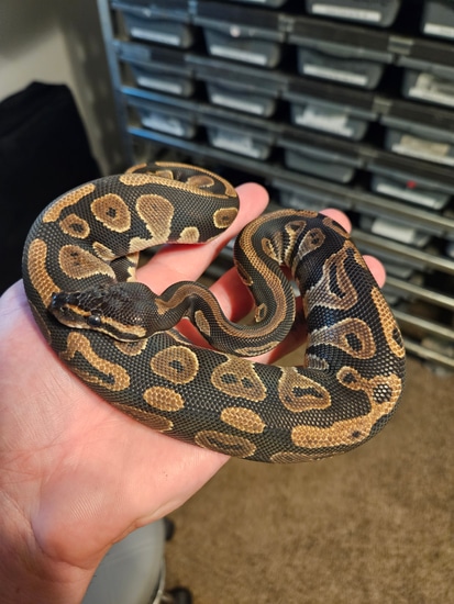 Black Head ( Riptide Project ) Ball Python by Zander Zone Reptiles
