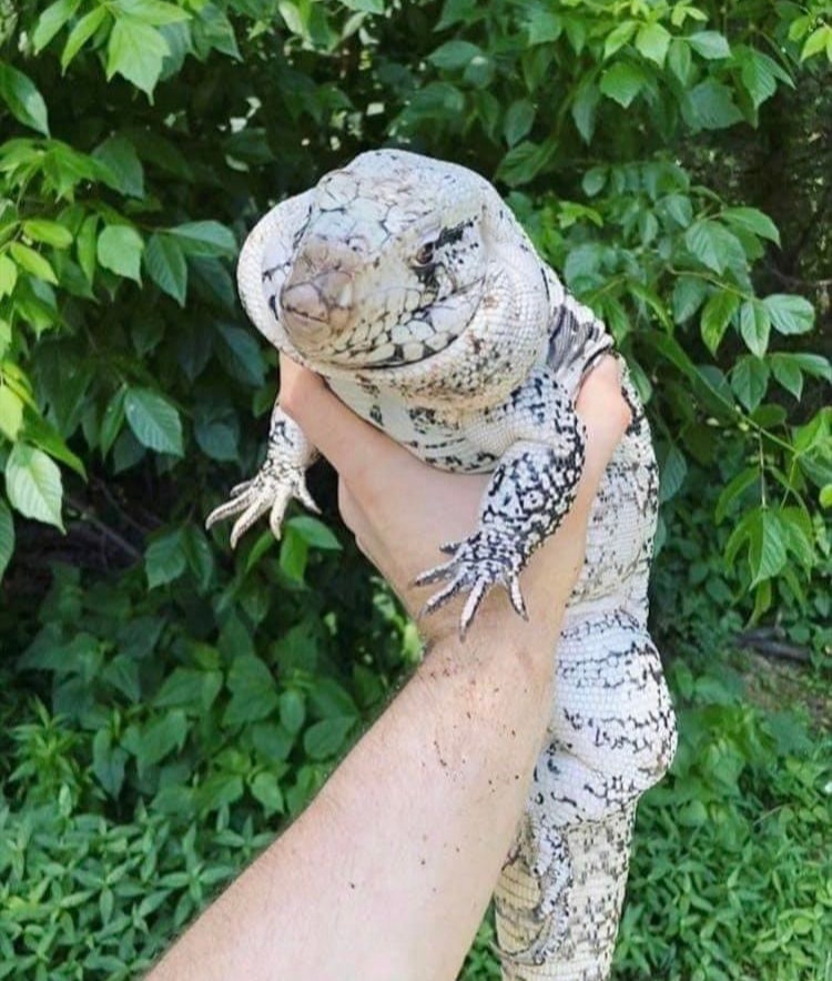 100% Het High End Pure Blue Tegus Salvator Tegu by Aced Exotics ...