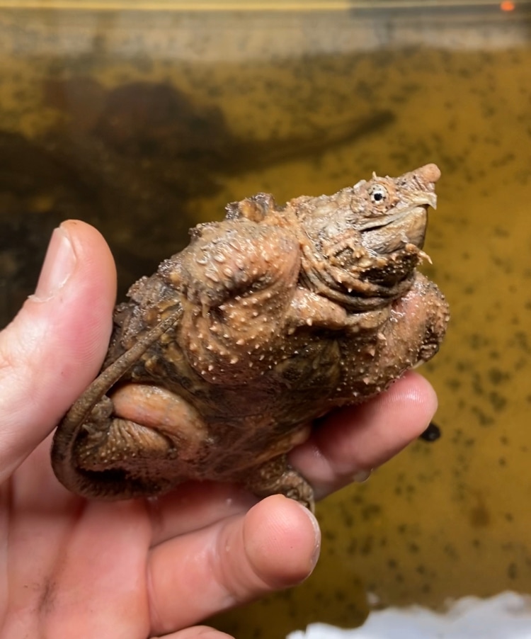 Hypo Alligator Snapper Snapping Turtle by Aced Exotics - MorphMarket