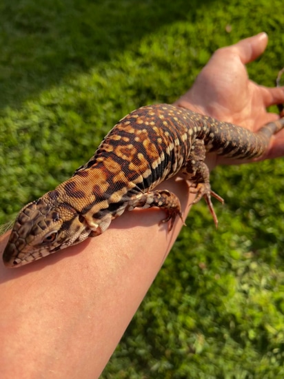 High End Red Tegus Argentine Tegus by Aced Exotics
