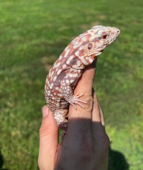 Albino Pink Panther 66% Het Anery Other Tegus by Aced Exotics
