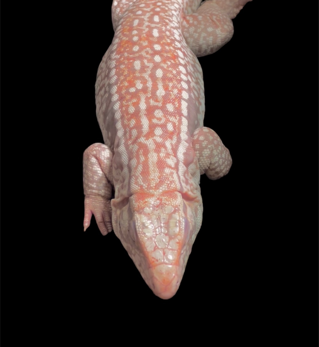 Albino Pink Panther 66% Het Anery Other Tegu by Aced Exotics - MorphMarket