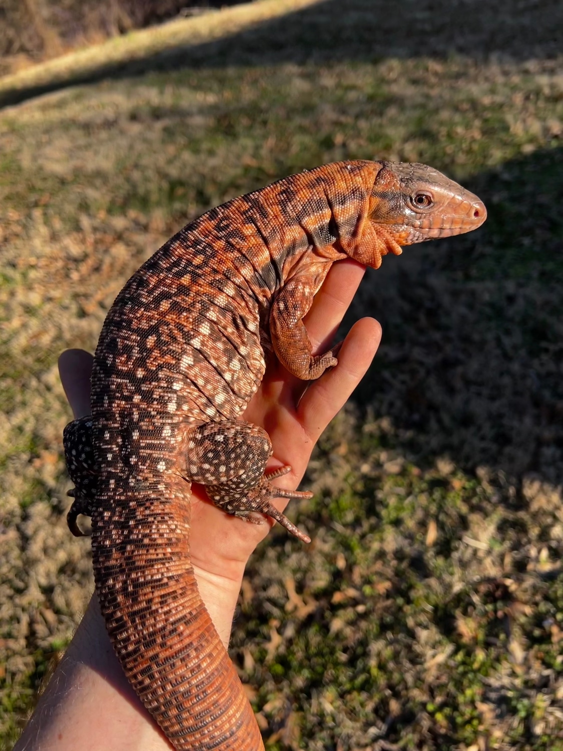Pure Red Poss Het Snow Tegu Salvator Tegu by Aced Exotics - MorphMarket