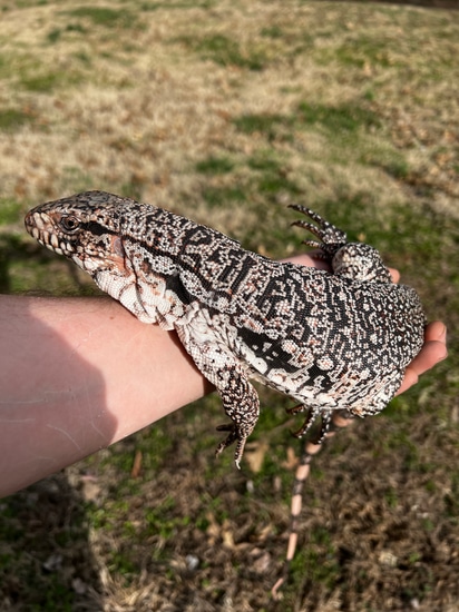 Ruby Red 100% Het Albino Argentine Tegus by Aced Exotics