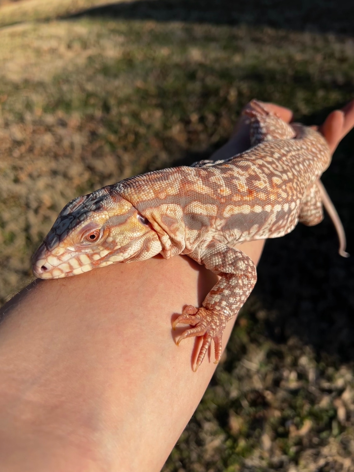 Albino Pink Panther 66% Het Anery Tupinambis Tegu by Aced Exotics ...