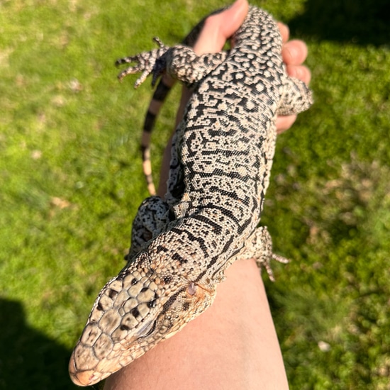 High White Ruby Red 100% Het Albino Argentine Tegus by Aced Exotics