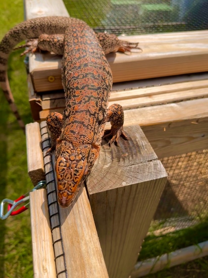 Ruby Red 100% Het Albino Argentine Tegus by Aced Exotics