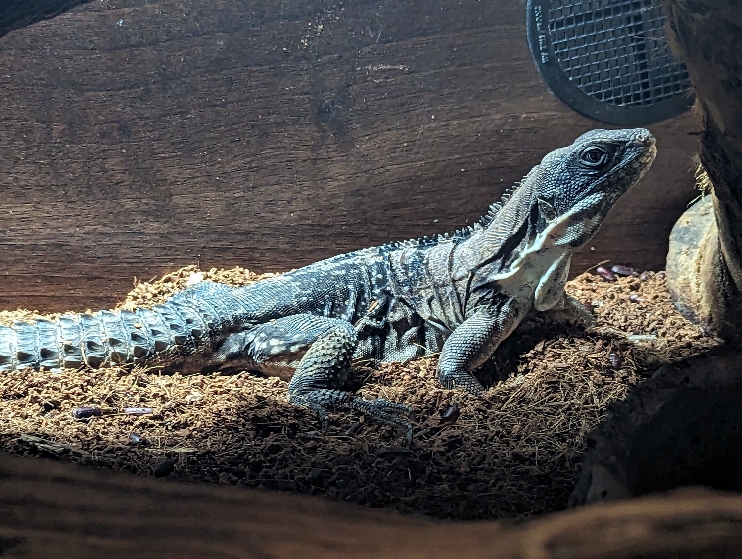 Ctenosaura Quinquecarinata - Club Tailed Iguana PAIR Other Iguana by ...