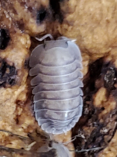 Cubaris "Silver Ghost - 6 Count Isopod by iheartbugs, Inc.
