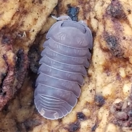 iheartbugs, Inc. - MorphMarket