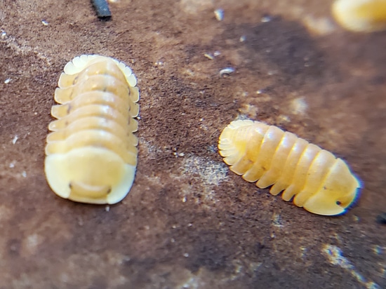 10 Cubaris Blonde Rubber Duckies Isopod by iheartbugs, Inc.