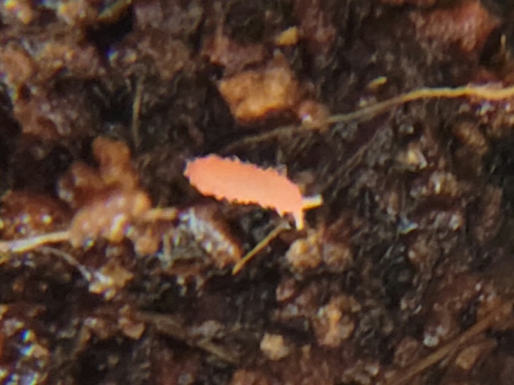 Yuukianura Aphoruroides "Orange" Springtails Other Invertebrate by ...
