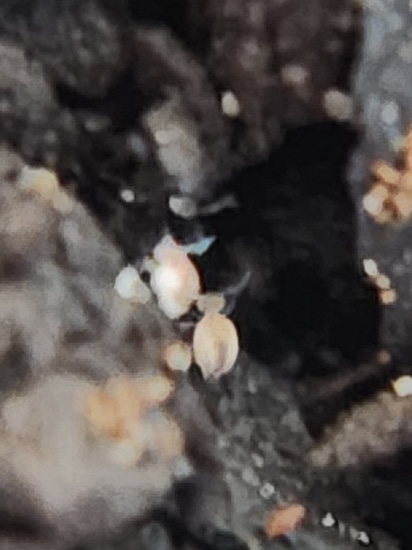 Arrhhopalites Caecus "Globular Cave" Springtails More Invertebrate by ...