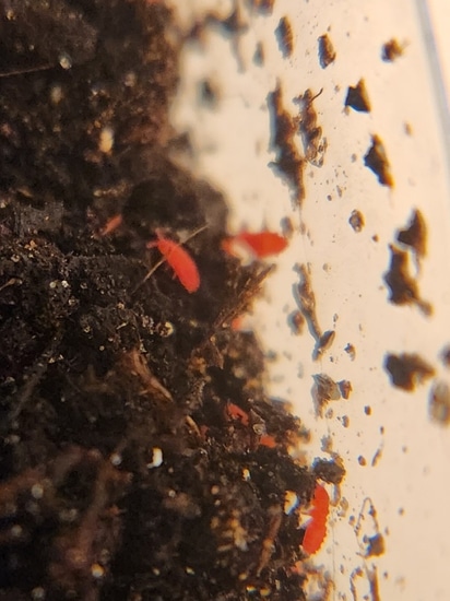 Lobella Sp. "Red" Springtails More Invertebrate by iheartbugs, Inc.