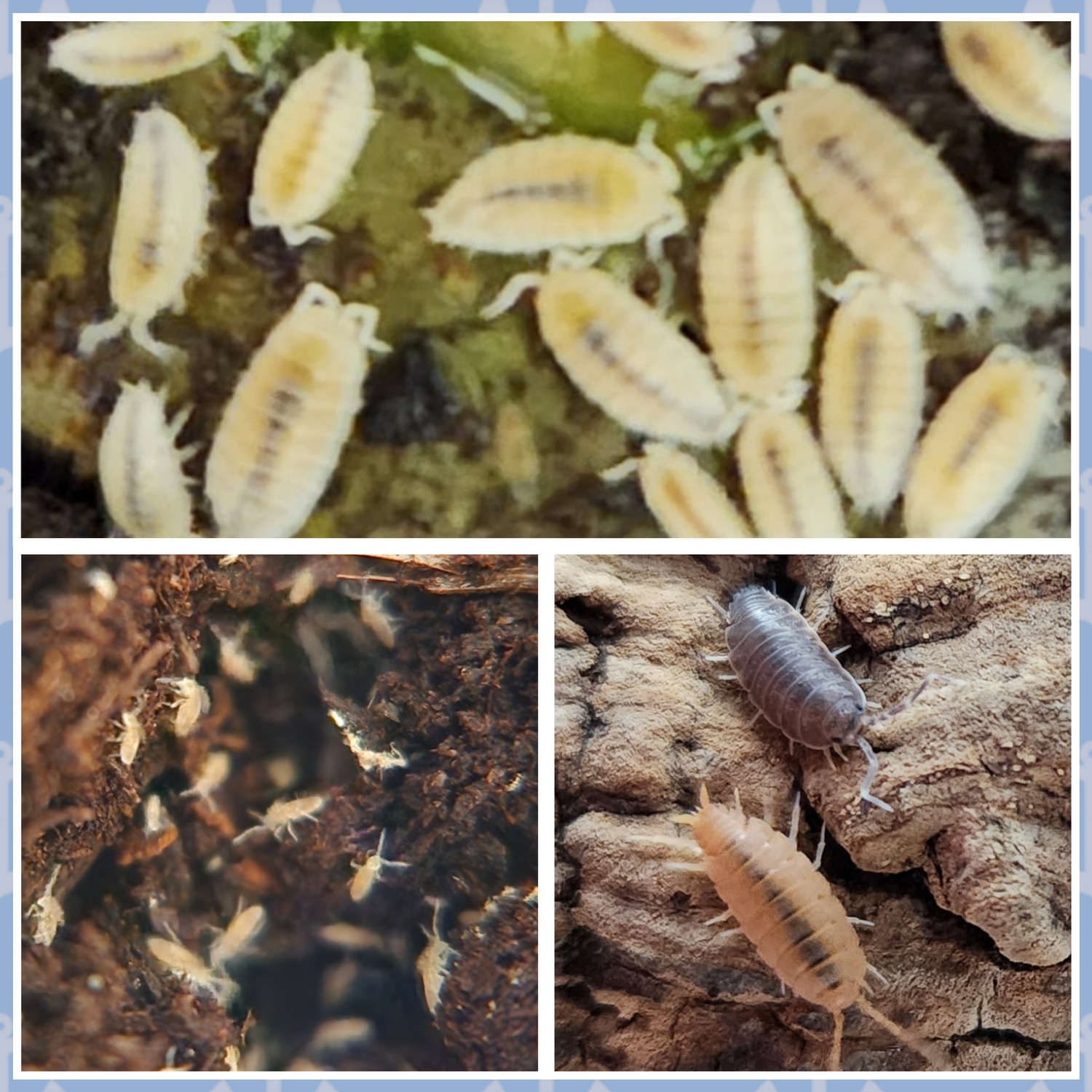 60+ Gallon Enclosure Semi-Arid/Desert Clean-up Crew More Invertebrate ...