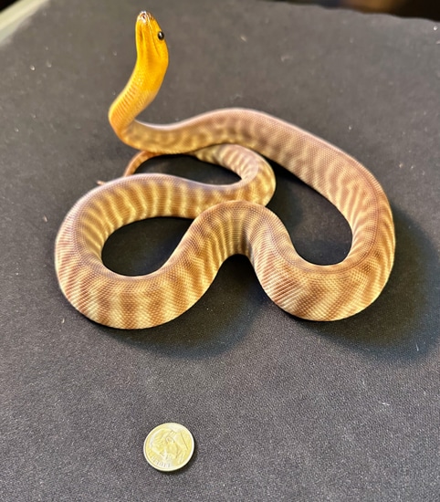 2024 Ramsayi #10 Woma Python by Steve’s shield bearers