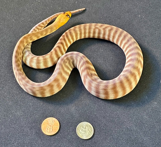 2024 Ramsayi #11 Woma Python by Steve’s shield bearers