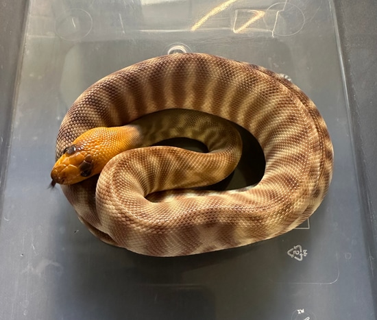 2024 Ramsayi #07 Woma Python by Steve’s shield bearers