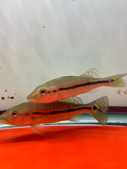 Fogo Peacock Bass 4-5in Other Freshwater Fish by Aquaigor