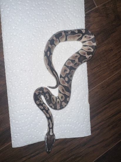 Pastel TSK Axanthic (Calico) Ball Python by Izzy’s pets