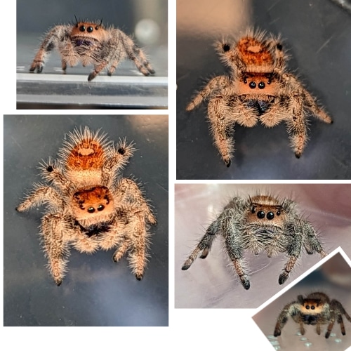 "Fanta" - Subadult Female Phidippus Regius - Regal Jumping Spider by ...