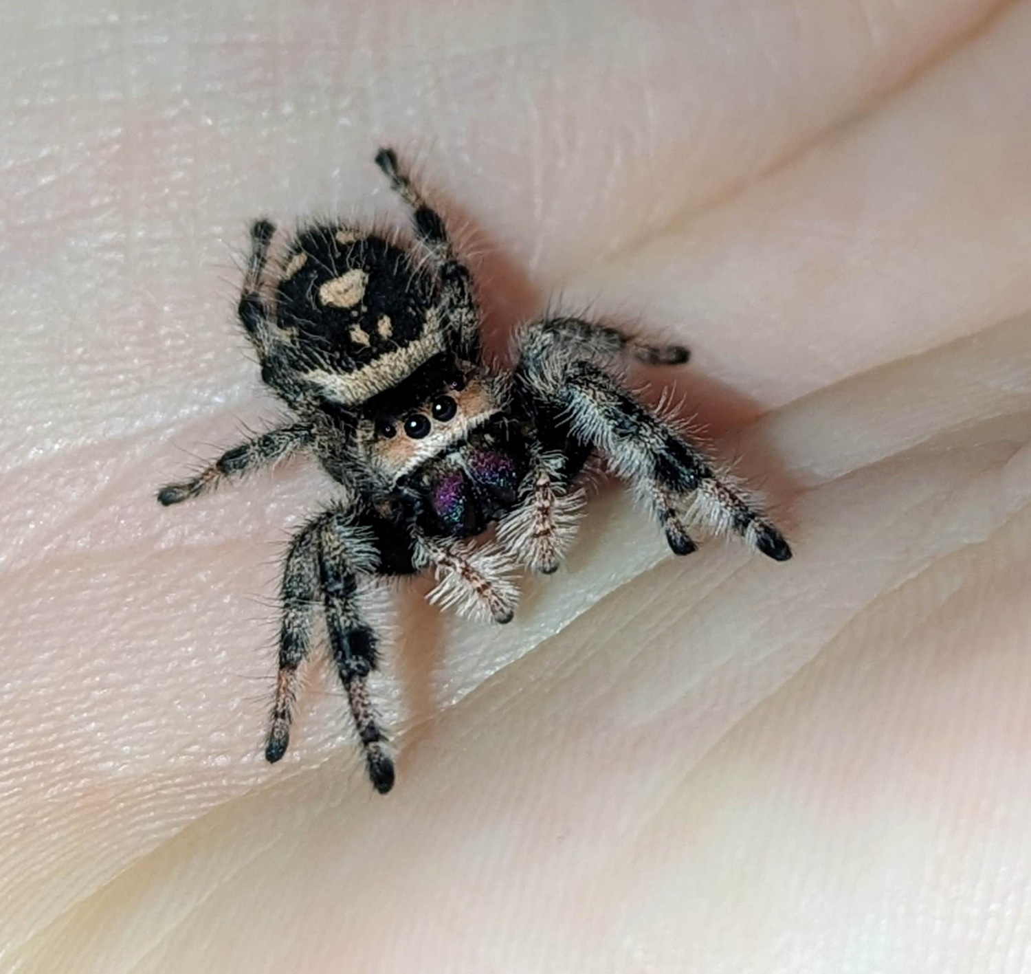 "Ione" - Freshly Molted Adult Female (I10) Phidippus Regius - Regal ...