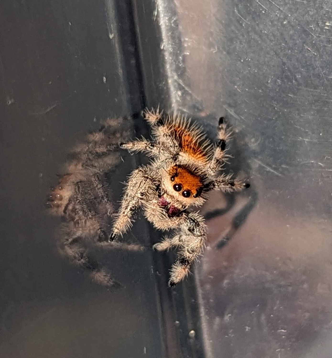 Cassidy - CB Female Regal Jumping Spider Phidippus Regius True Spider ...