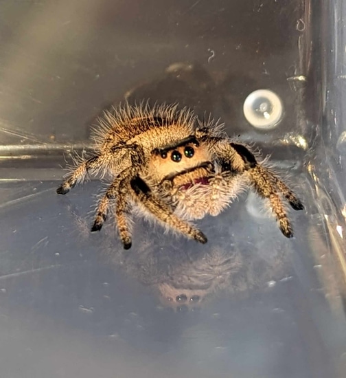 Petunia - Female Phidippus Regius Regal Jumping Spider by Iktomi's Bestiary