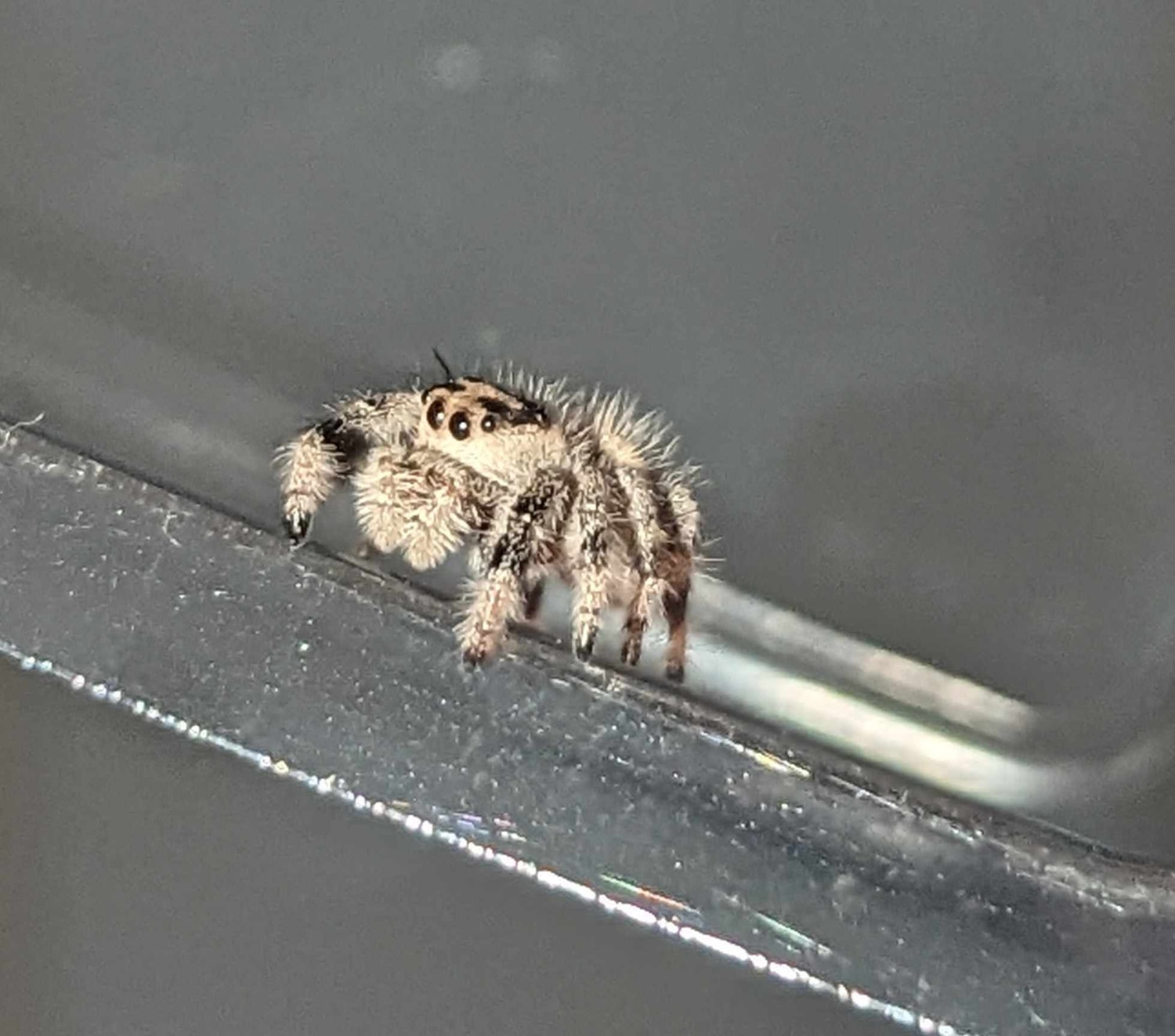 Spritz - Female Phidippus Regius Regal Jumping Spider True Spider by ...