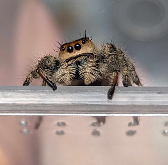 Pippa - Mature Female Phidippus Regius Regal Jumping Spider by Iktomi's ...