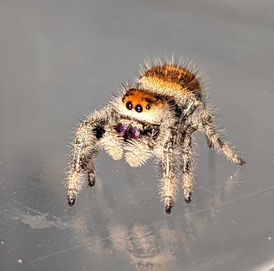 Judy - Subadult Female Phidippus Regius Regal Jumping Spider by Iktomi ...